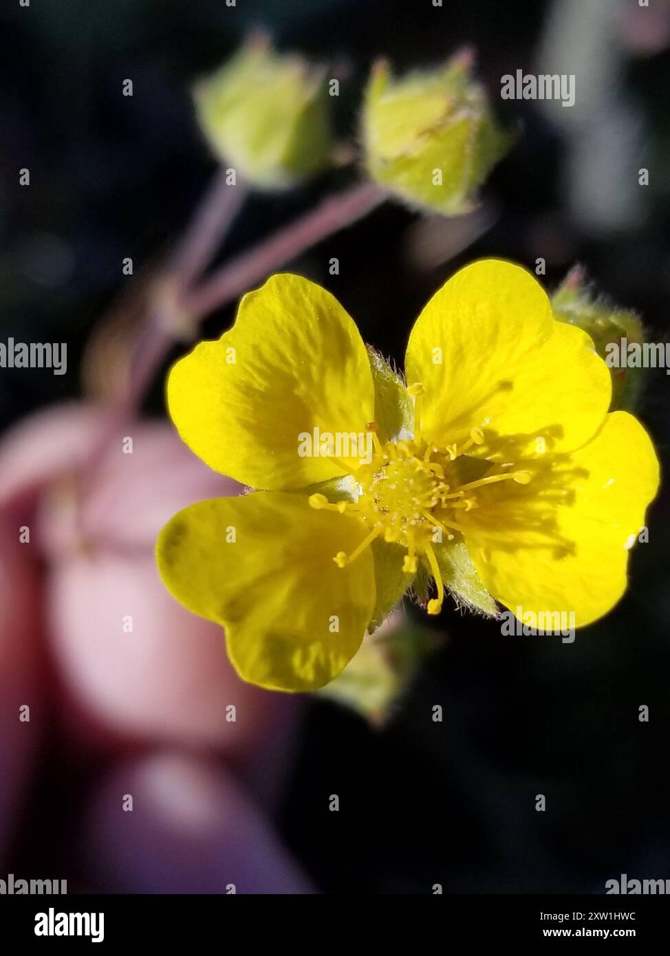 slender cinquefoil (Potentilla gracilis) Plantae Stock Photo - Alamy