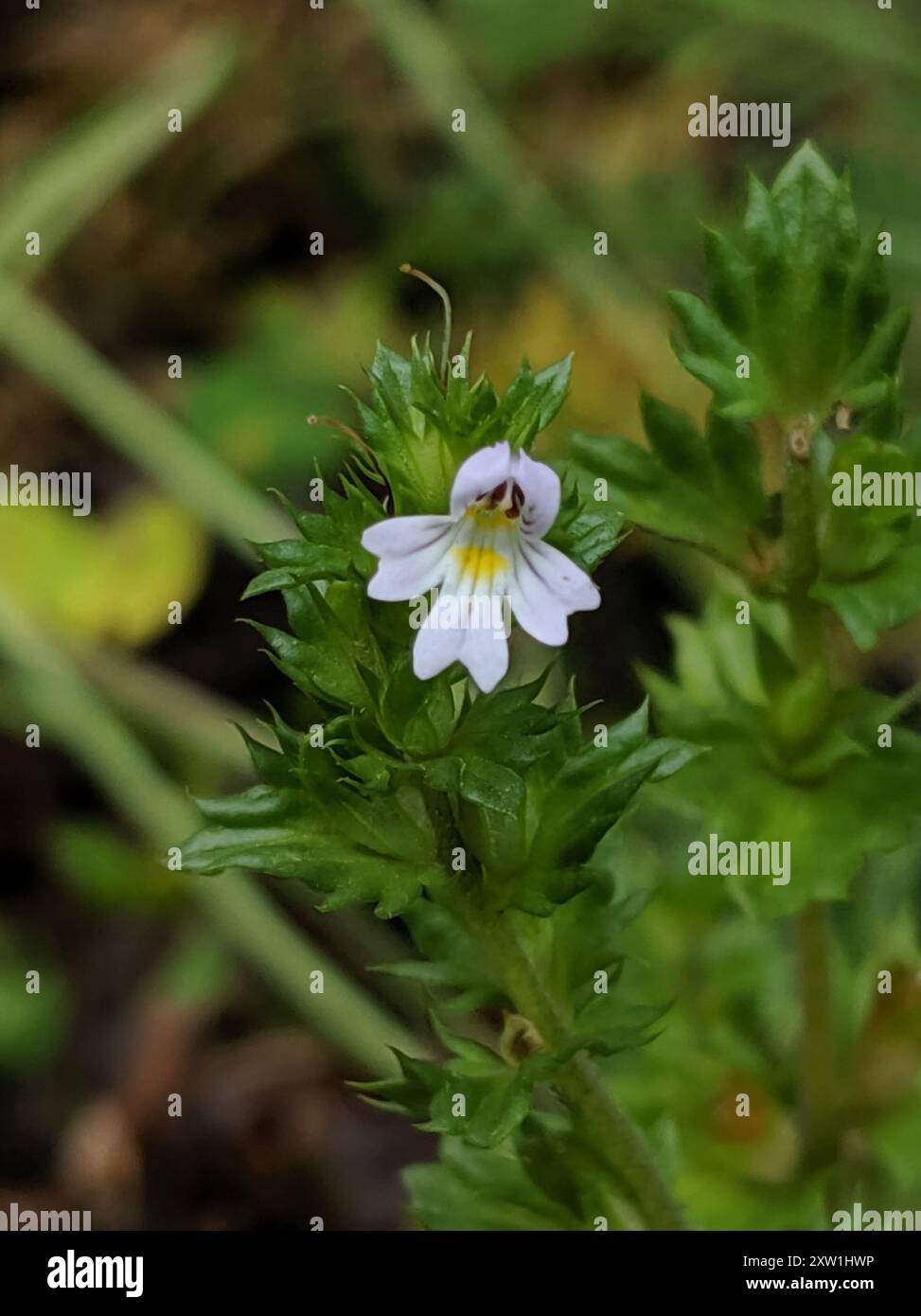 Common Eyebright (Euphrasia nemorosa) Plantae Stock Photo - Alamy