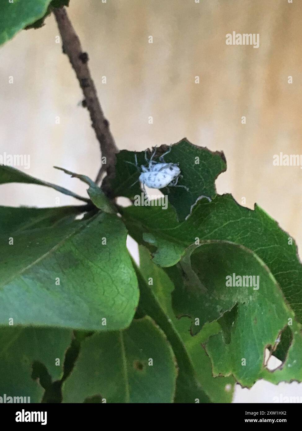 Sri Lanka Weevil (Myllocerus undecimpustulatus) Insecta Stock Photo - Alamy