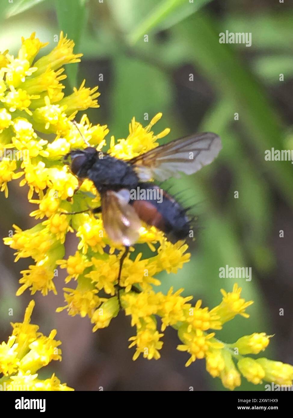 Red Spotted Parasite Fly (Eriothrix rufomaculata) Insecta Stock Photo ...