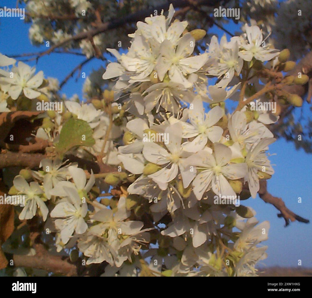 South African Wild Pear (Dombeya rotundifolia) Plantae Stock Photo - Alamy