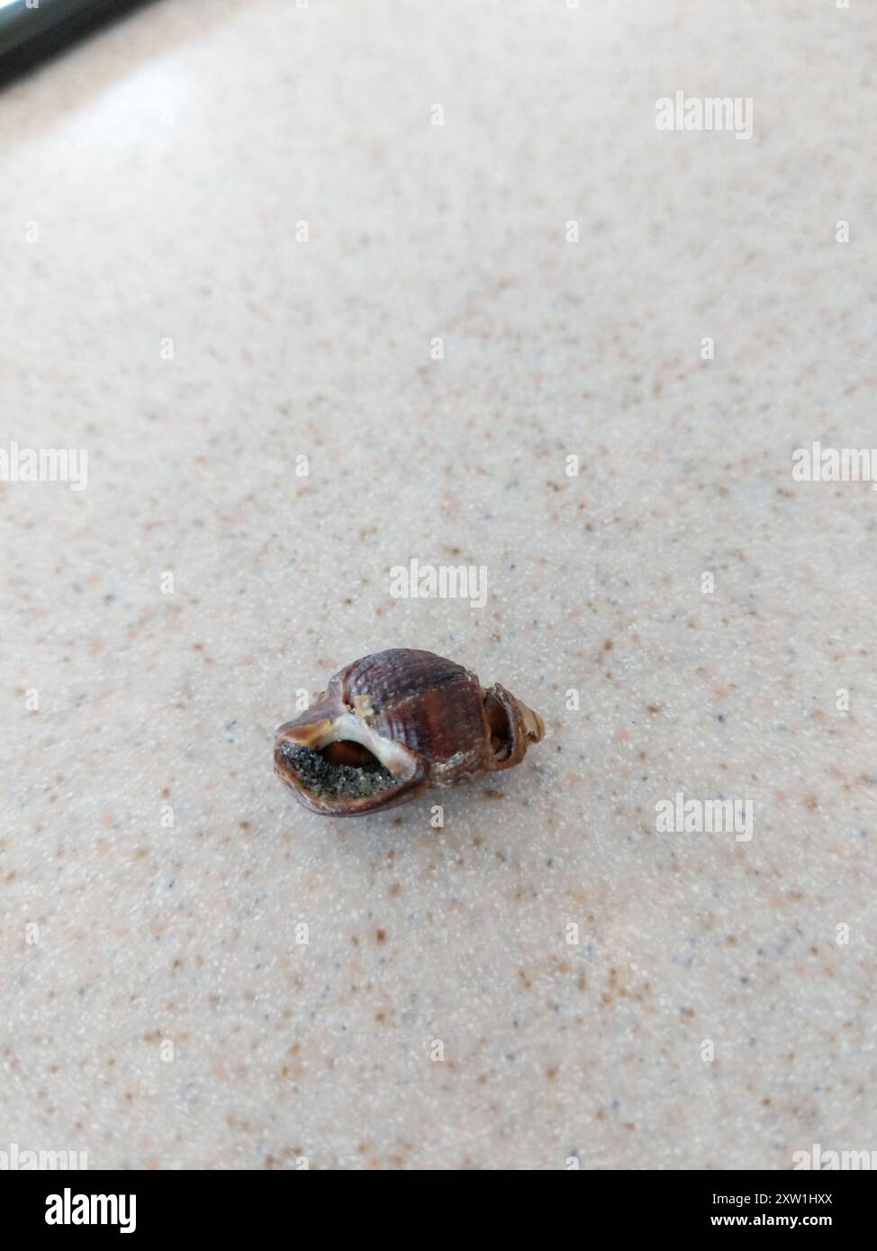 Eastern Mudsnail (Ilyanassa obsoleta) Mollusca Stock Photo - Alamy