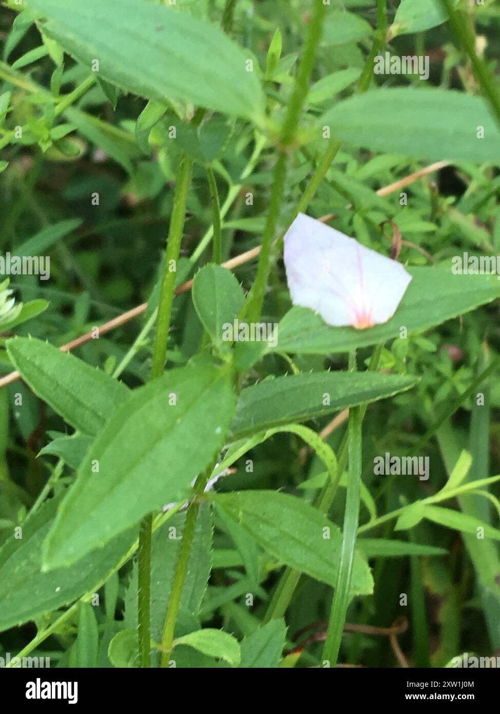 Maryland meadowbeauty (Rhexia mariana) Plantae Stock Photo - Alamy