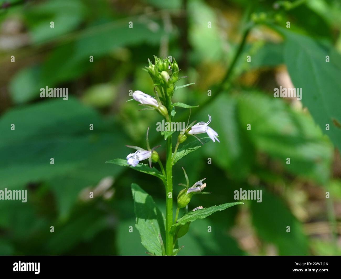 Indian tobacco (Lobelia inflata) Plantae Stock Photo - Alamy