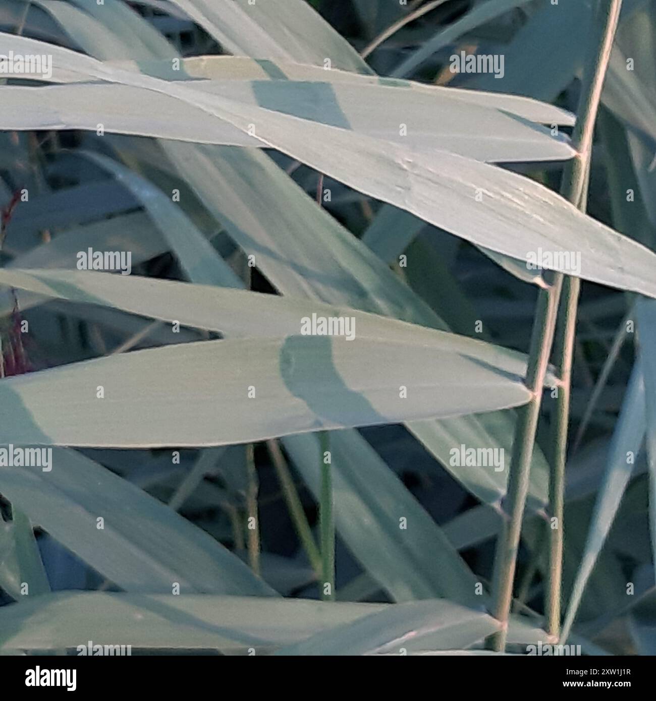 common reed (Phragmites australis) Plantae Stock Photo - Alamy