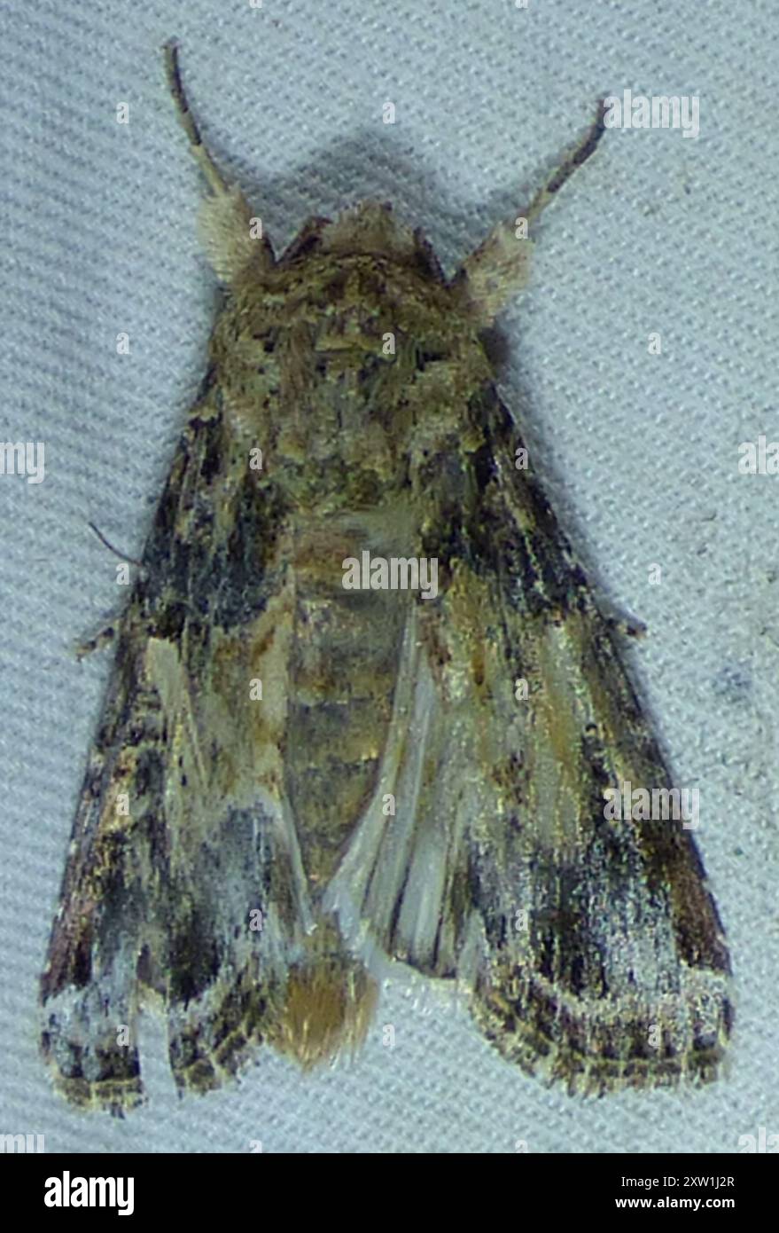 Yellow-striped Armyworm Moth (Spodoptera ornithogalli) Insecta Stock ...