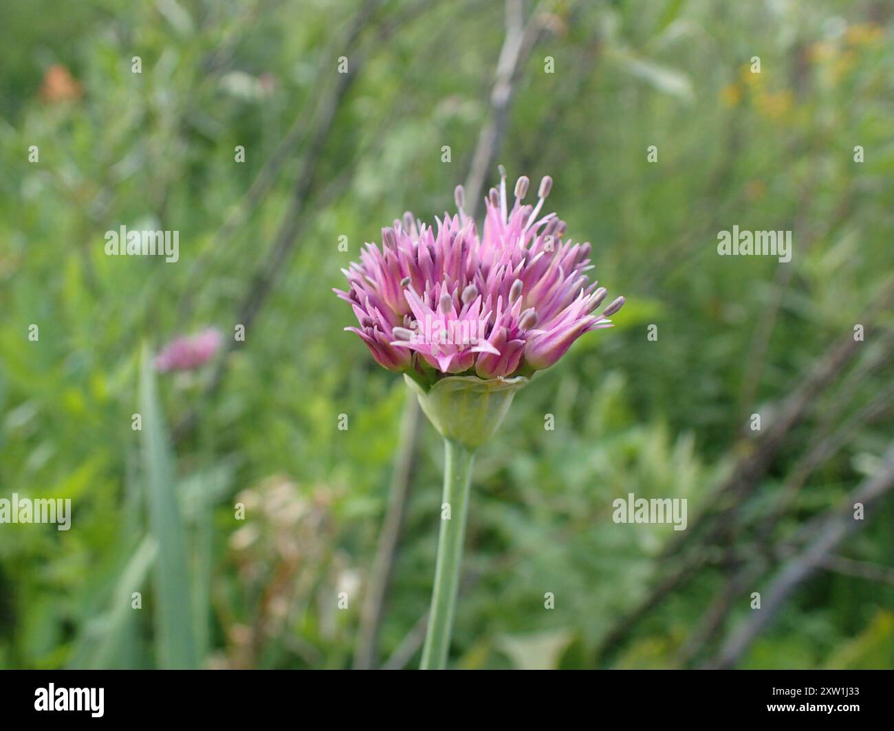 Swamp Onion (Allium validum) Plantae Stock Photo - Alamy