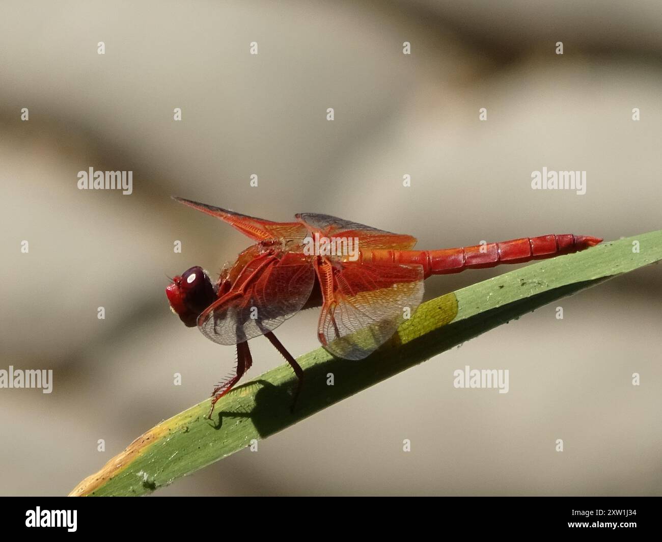 Flame Skimmer (Libellula saturata) Insecta Stock Photo - Alamy