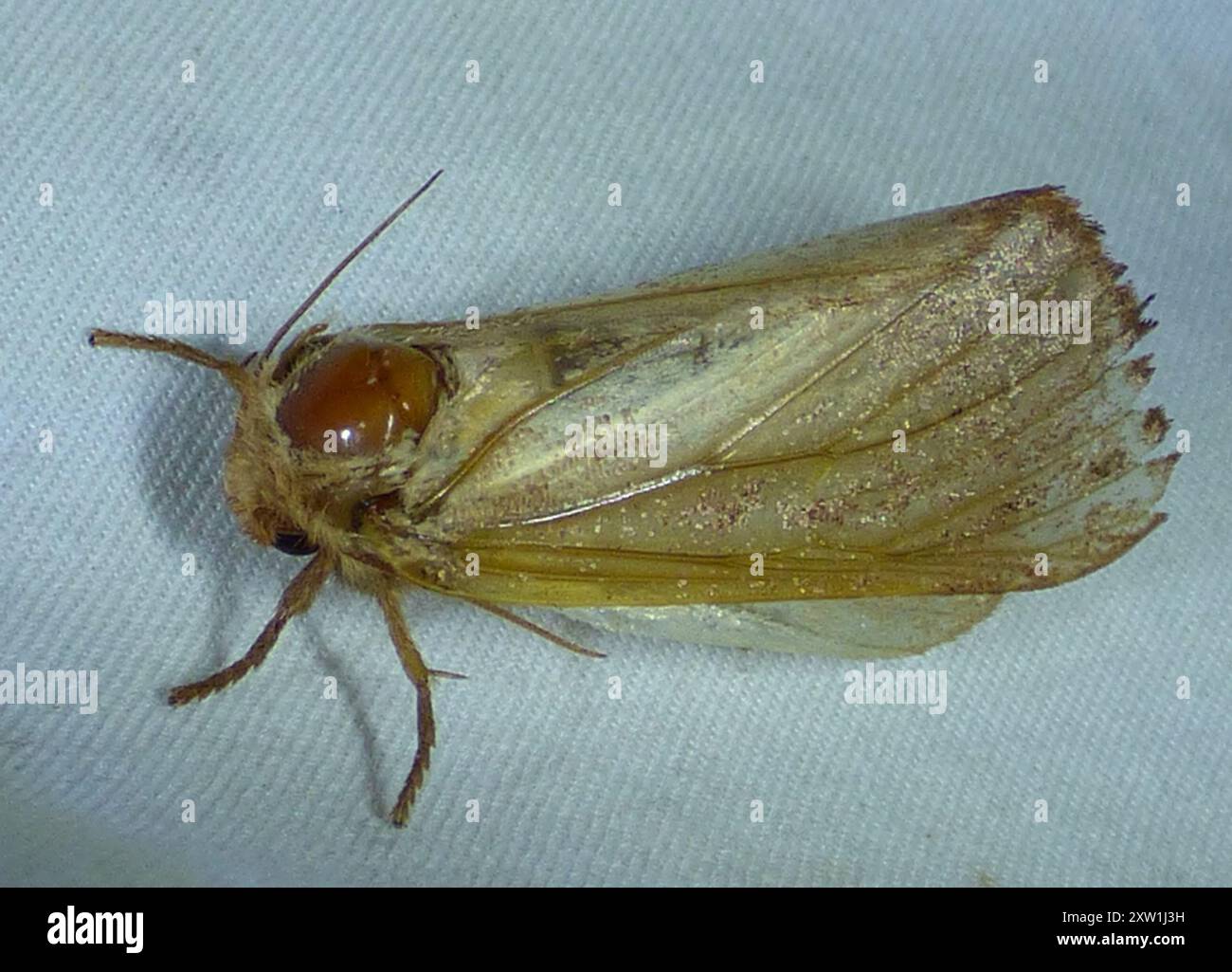 Butterflies and Moths (Lepidoptera) Insecta Stock Photo - Alamy