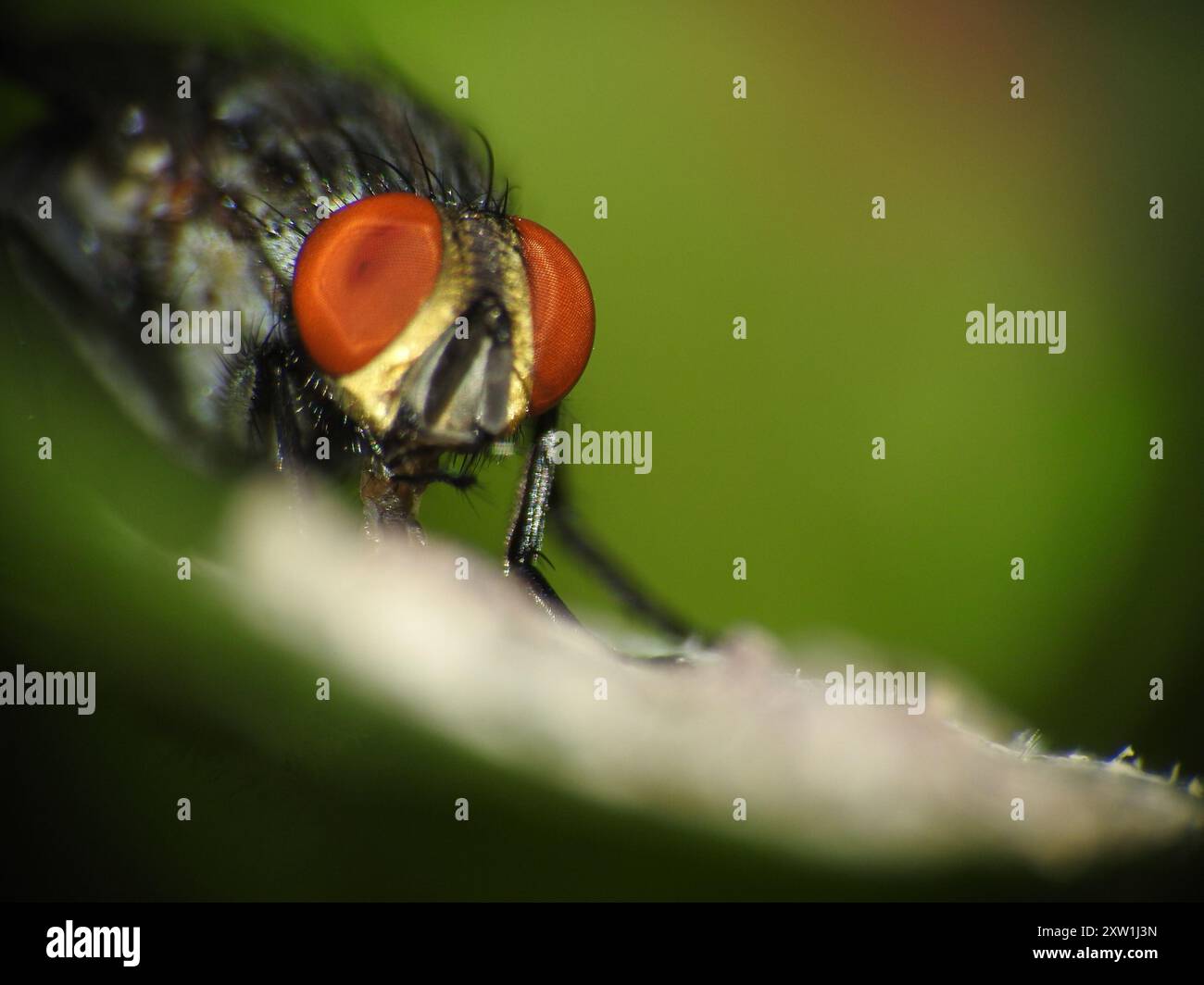 Bot Flies, Blow Flies, and Allies (Oestroidea) Insecta Stock Photo - Alamy