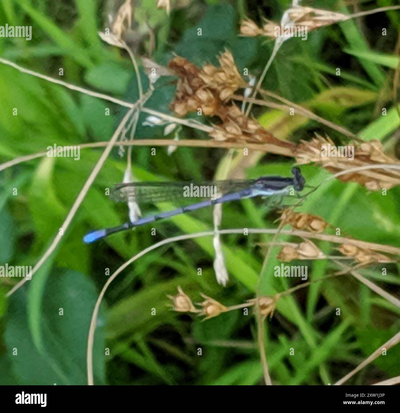 Variable Dancer (Argia fumipennis) Insecta Stock Photo - Alamy