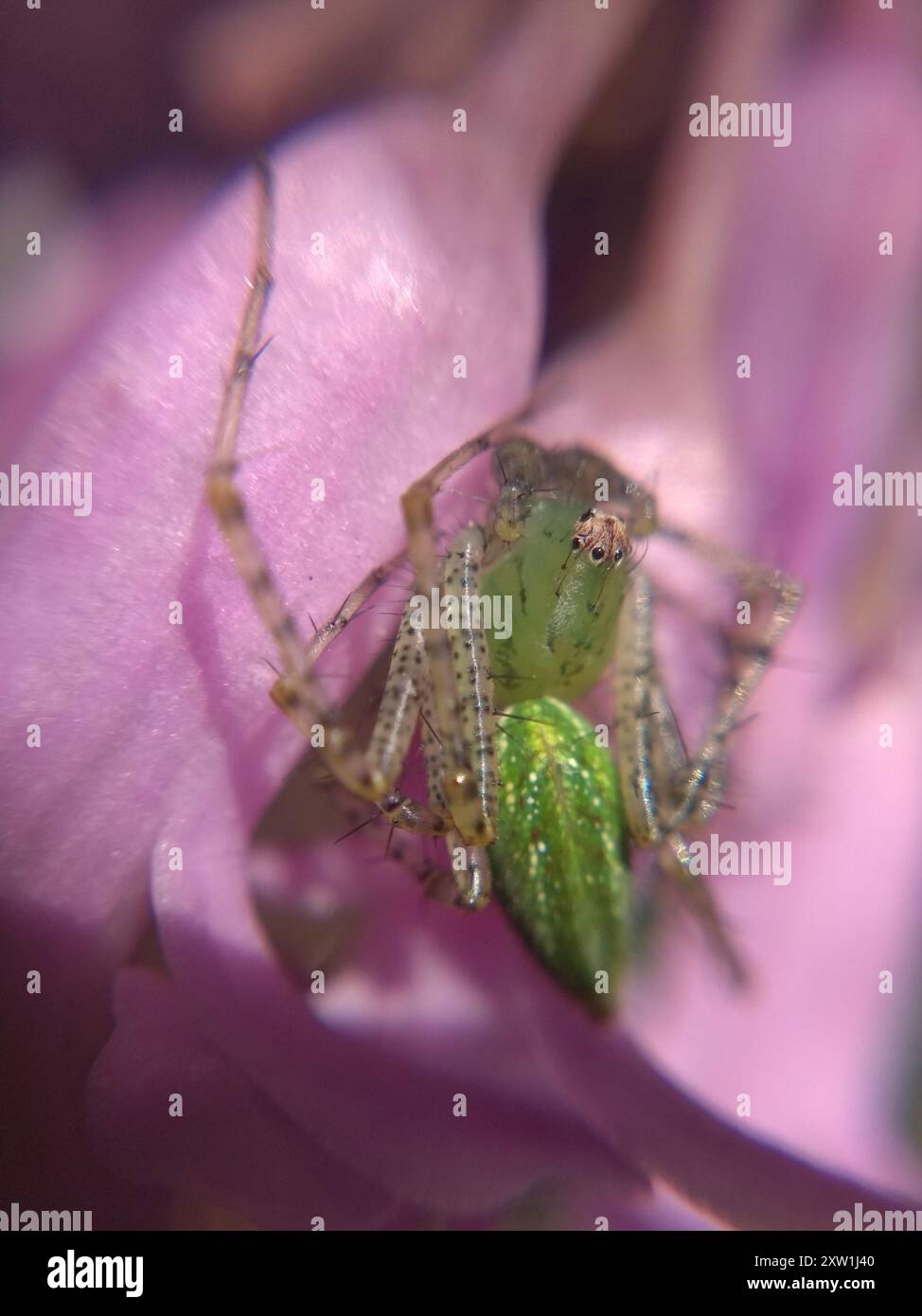 Green Lynx Spiders (Peucetia) Arachnida Stock Photo - Alamy