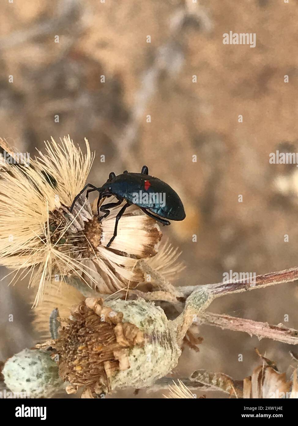 California Bordered Plant Bug (Largus californicus) Insecta Stock Photo ...
