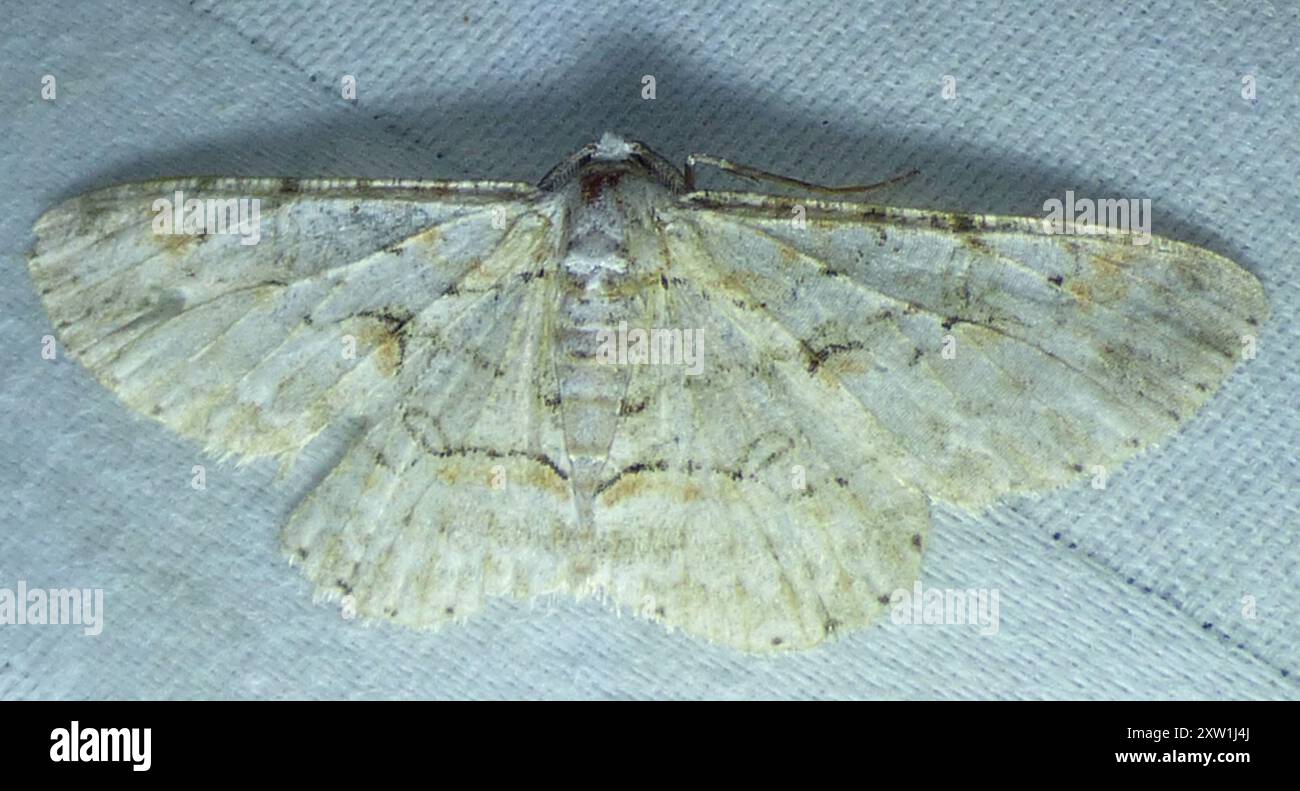 Brown-shaded Gray (Iridopsis defectaria) Insecta Stock Photo - Alamy