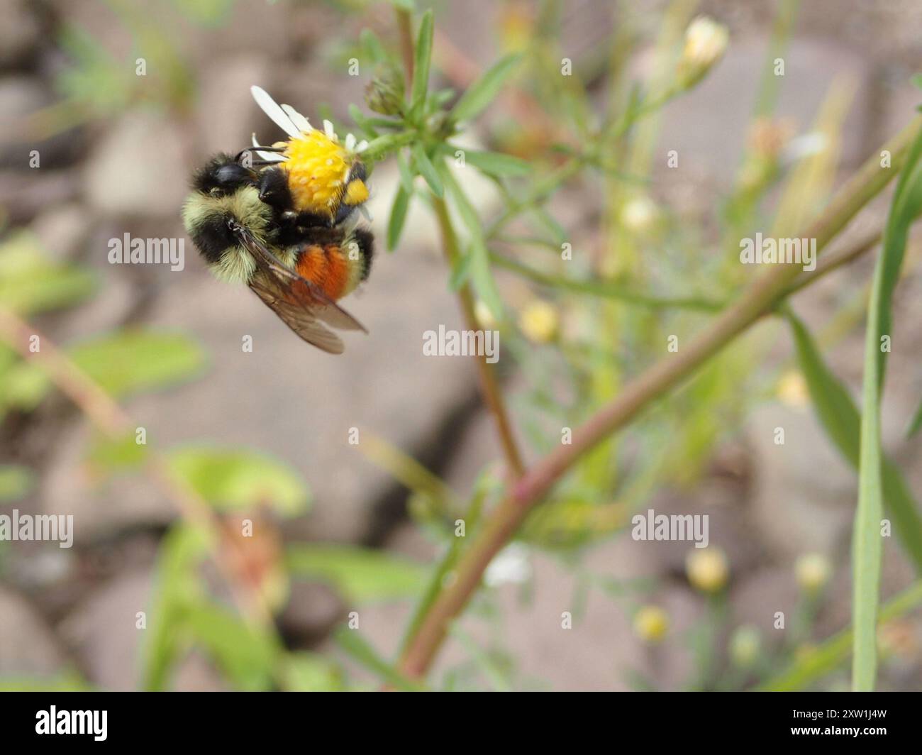 Tricolored Bumble Bee (Bombus ternarius) Insecta Stock Photo - Alamy