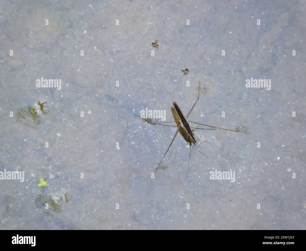 (Limnoporus canaliculatus) Insecta Stock Photo - Alamy