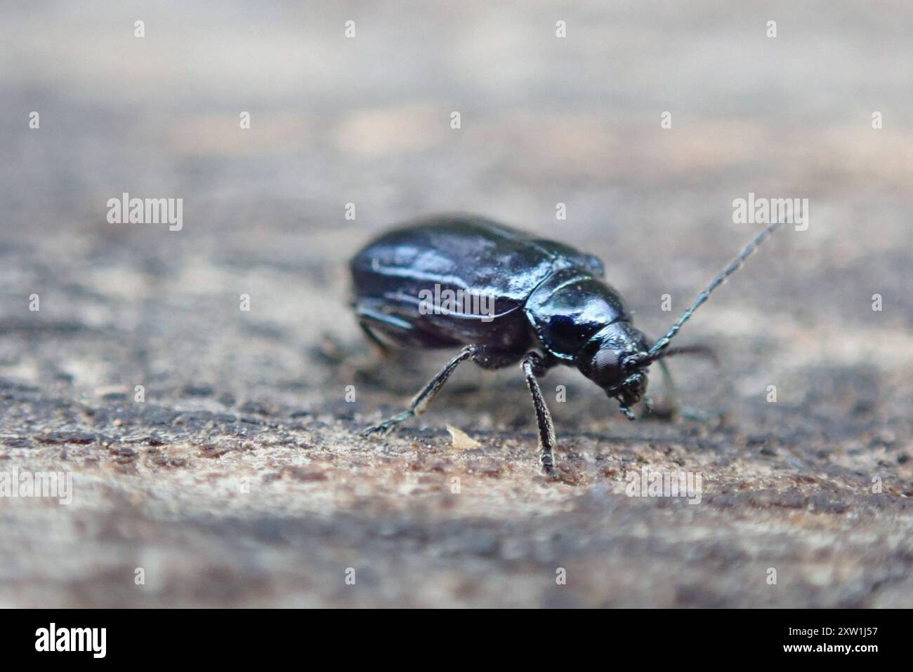 (Altica bimarginata) Insecta Stock Photo - Alamy