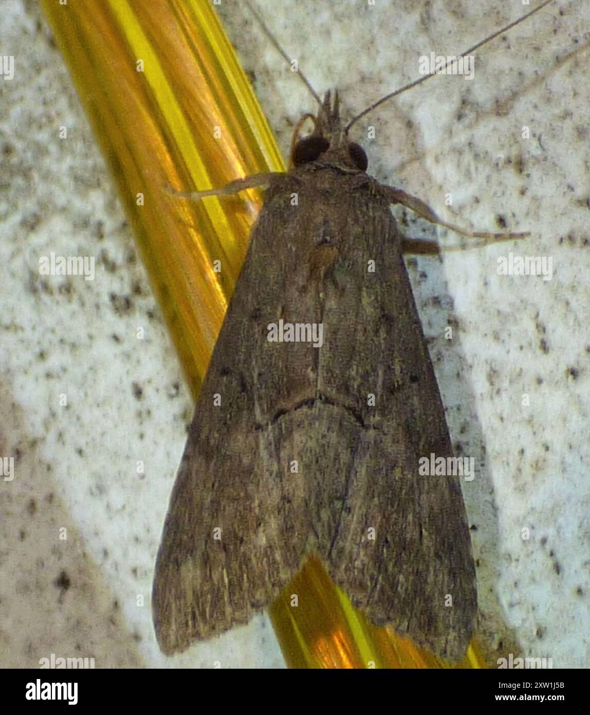 Green Cloverworm Moth (Hypena scabra) Insecta Stock Photo - Alamy