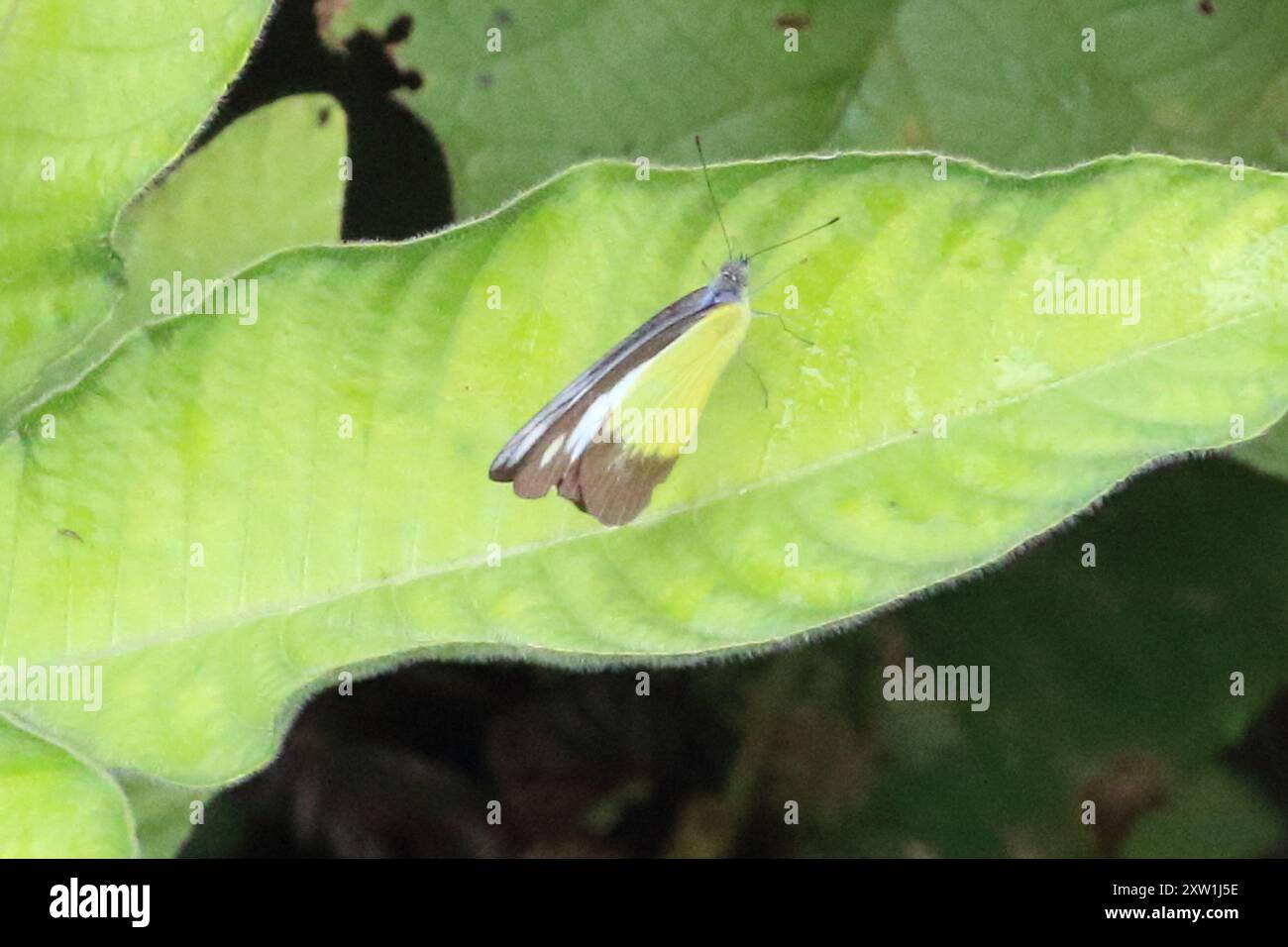 Chocolate Albatross (Appias lyncida) Insecta Stock Photo - Alamy