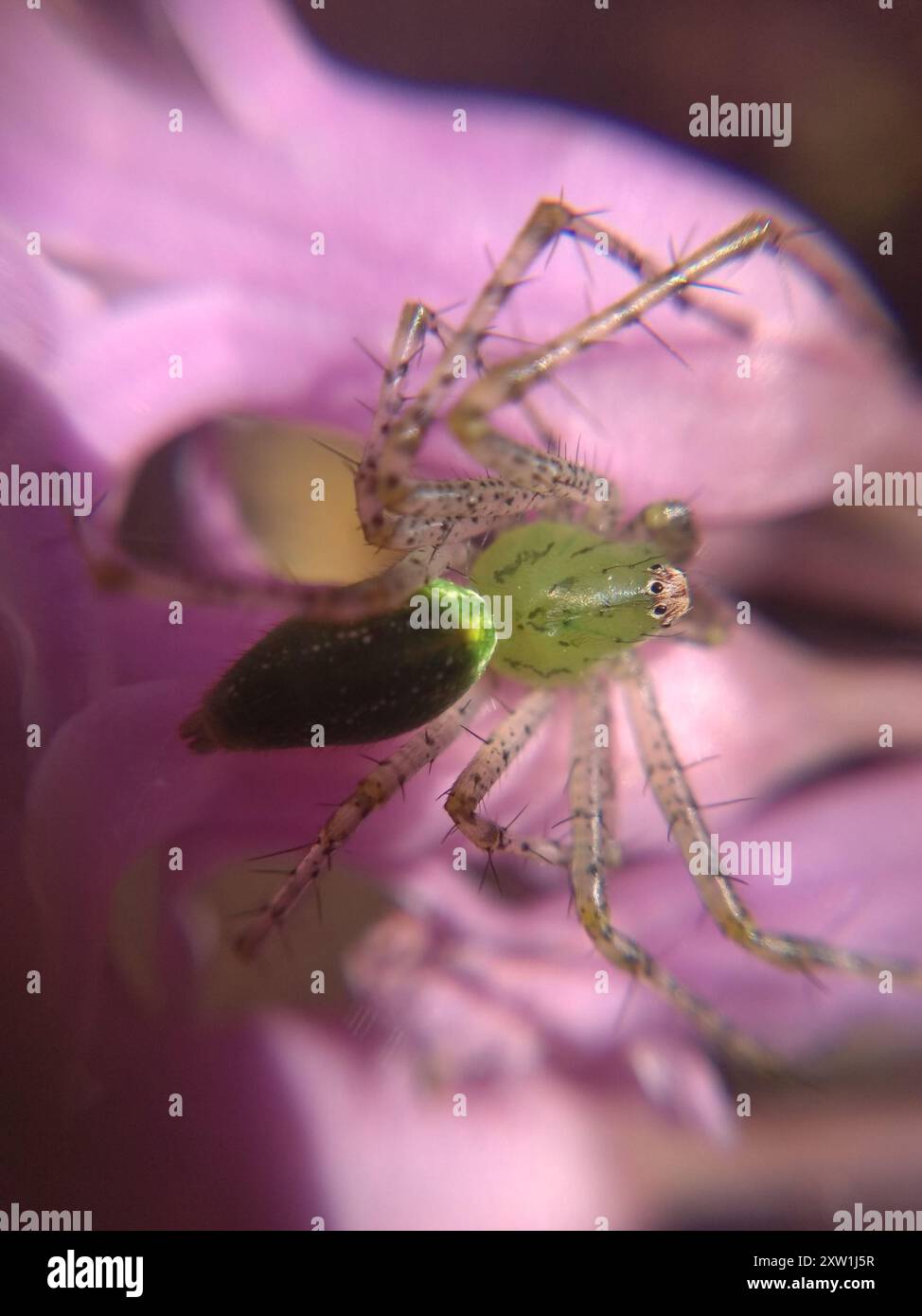 Green Lynx Spiders (Peucetia) Arachnida Stock Photo - Alamy