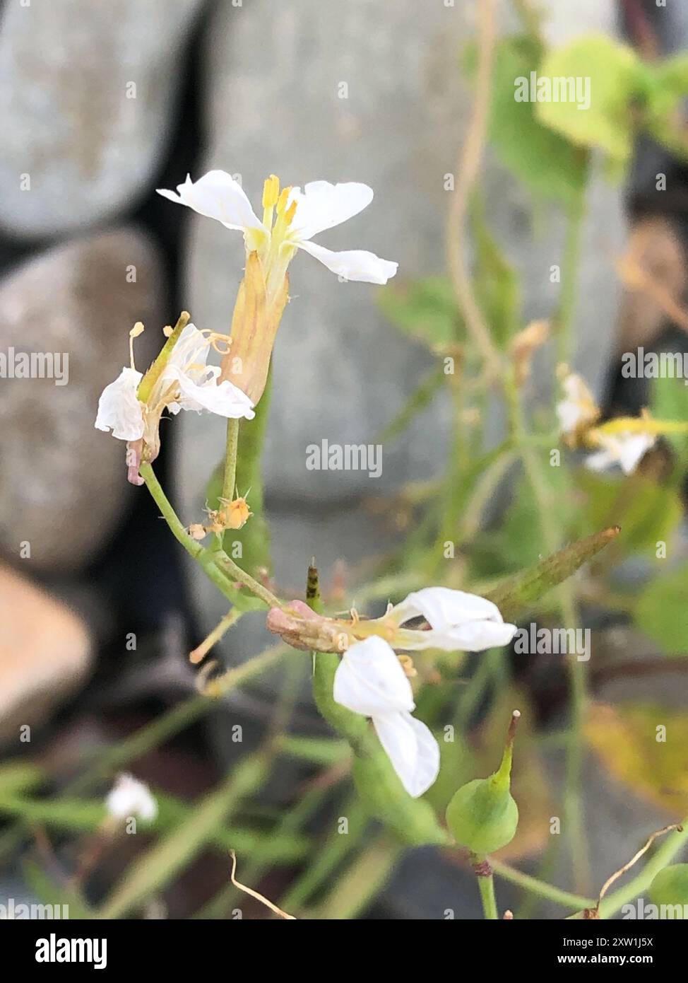 Jointed Charlock (Raphanus raphanistrum) Plantae Stock Photo - Alamy