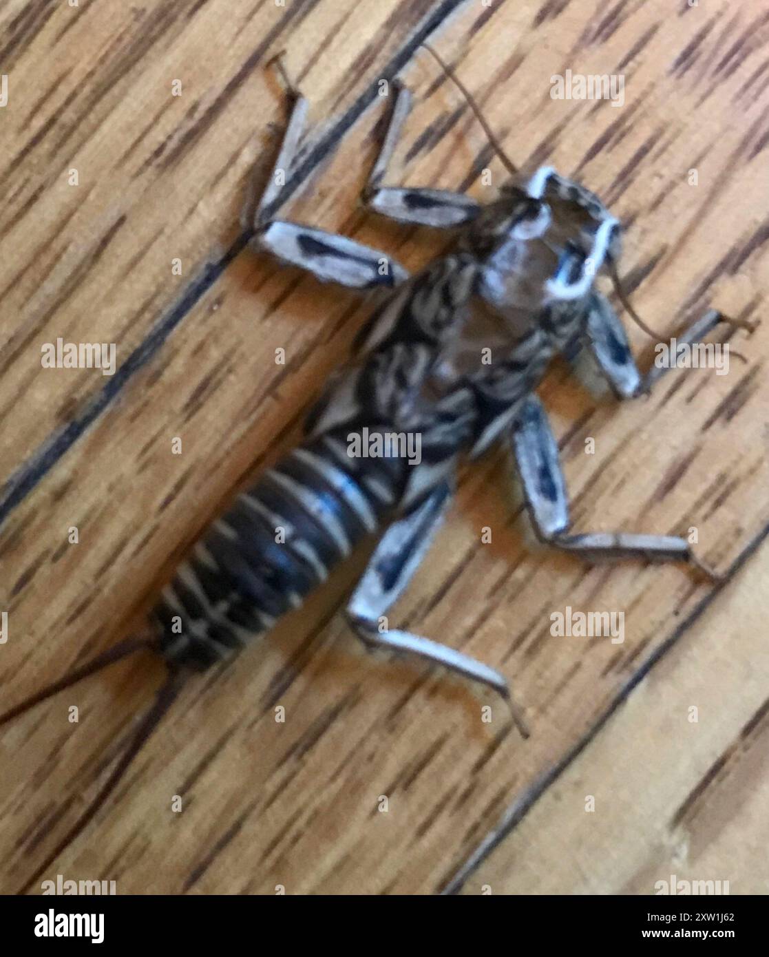 Beautiful Stone (Paragnetina immarginata) Insecta Stock Photo - Alamy