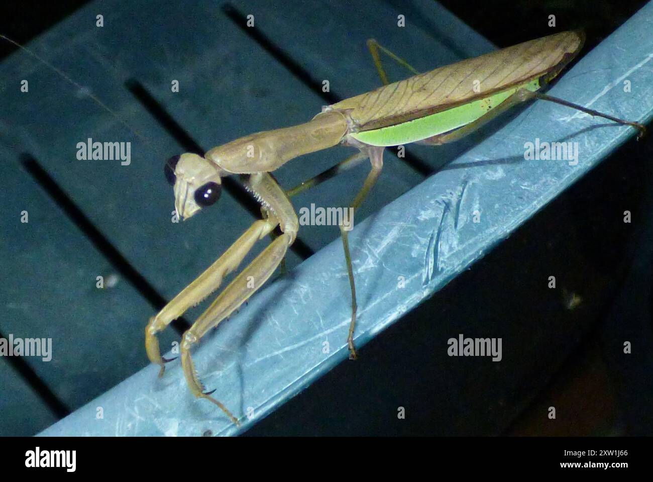 Chinese Mantis (Tenodera sinensis) Insecta Stock Photo - Alamy