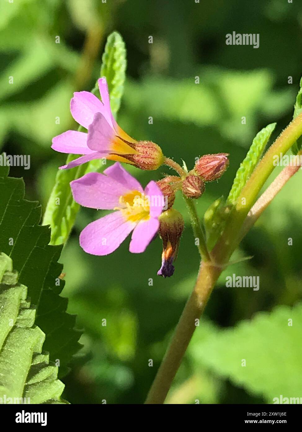 Pyramid Flower (Melochia pyramidata) Plantae Stock Photo - Alamy