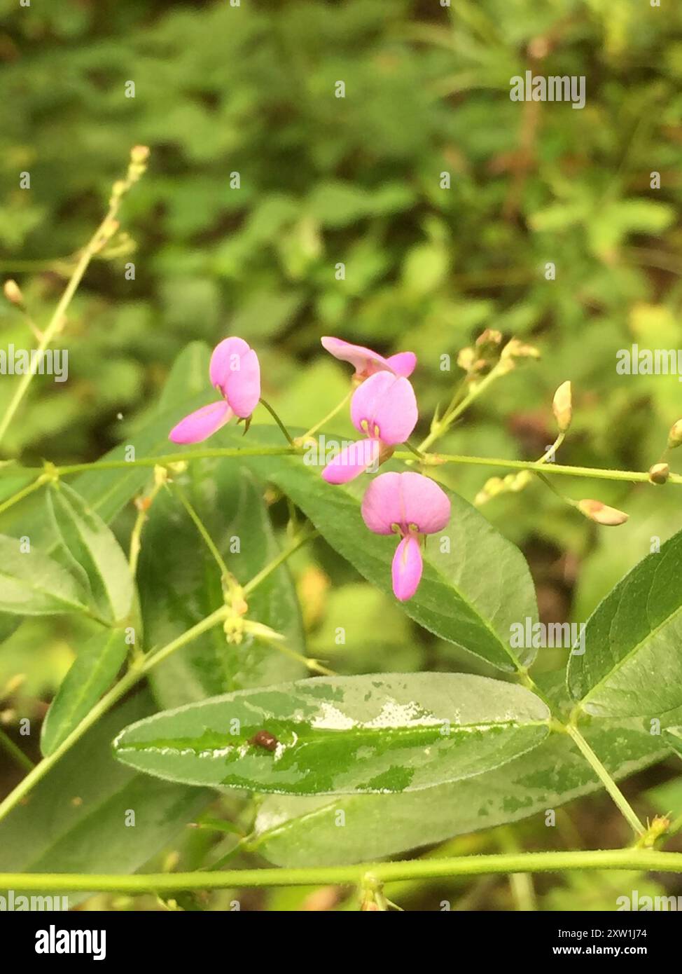 panicled ticktrefoil (Desmodium paniculatum) Plantae Stock Photo - Alamy