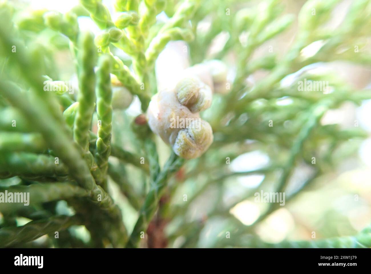 Seaside Juniper (Juniperus maritima) Plantae Stock Photo - Alamy