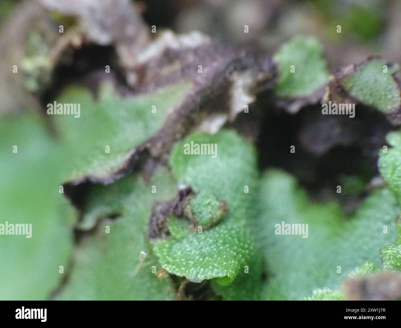 Narrow Mushroom-headed Liverwort (Marchantia quadrata) Plantae Stock ...
