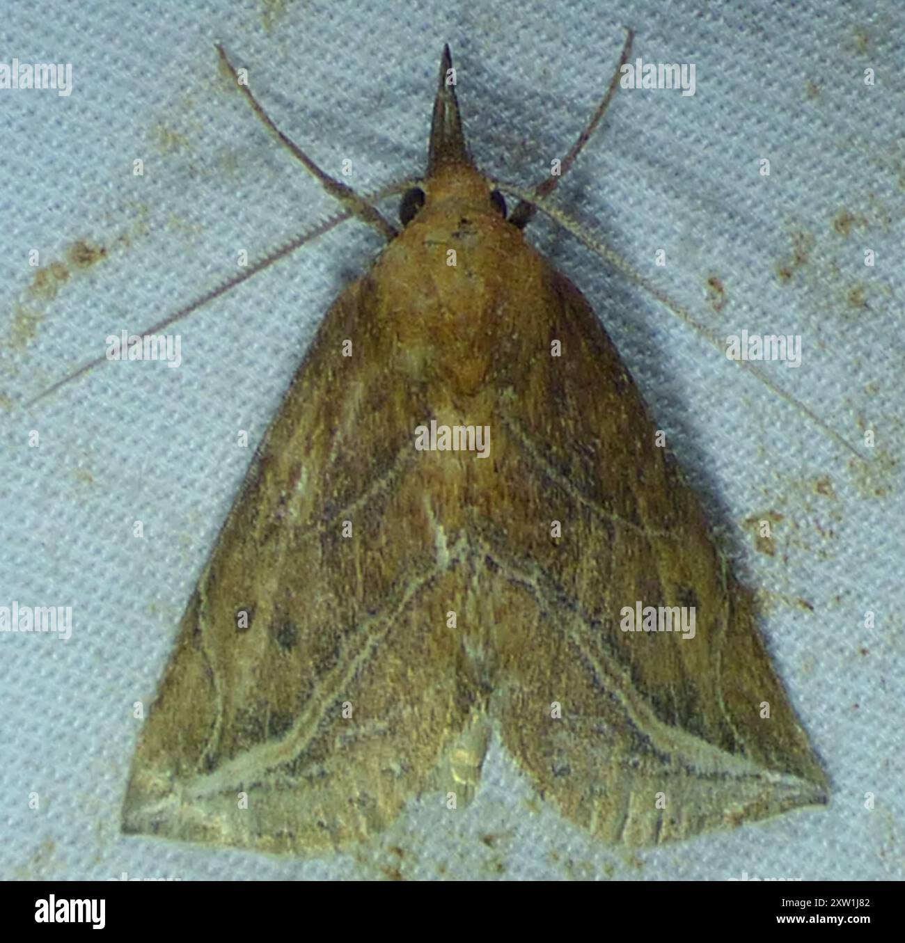 Curved-lined Owlet (Phyprosopus callitrichoides) Insecta Stock Photo ...