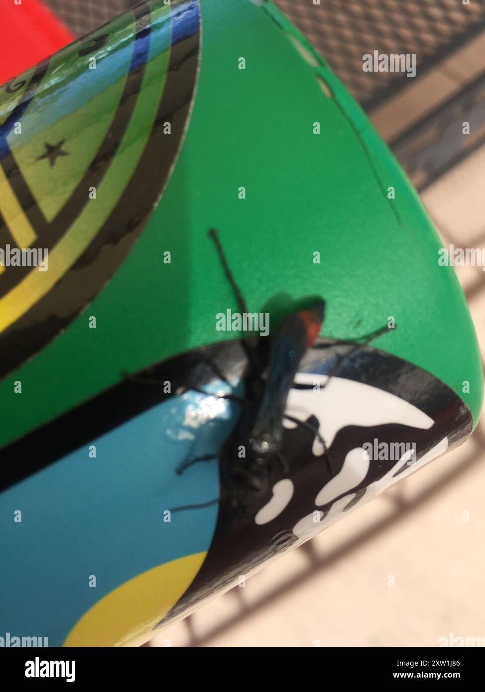 Cutworm Wasps (Podalonia) Insecta Stock Photo - Alamy