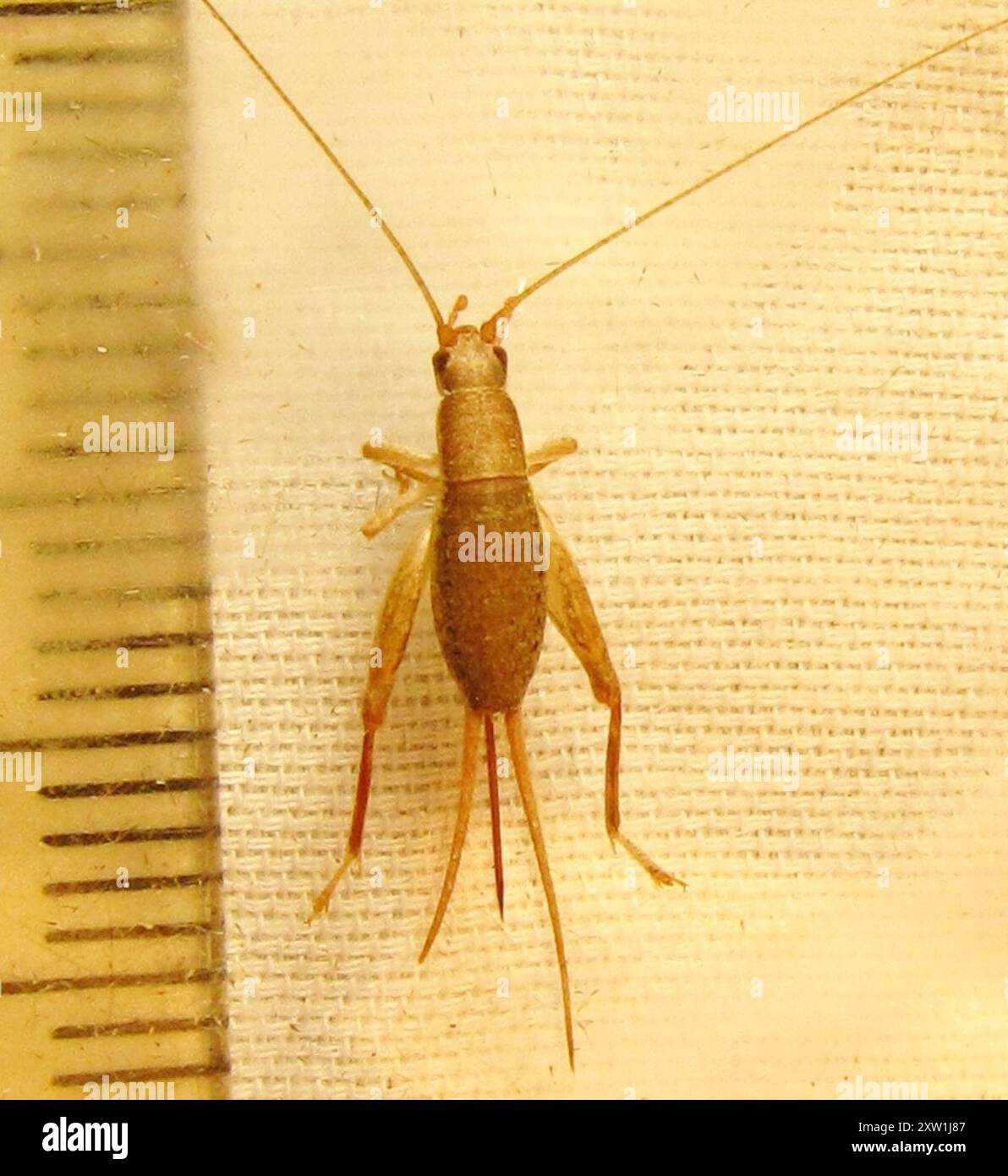 Forest Scaly Cricket (Cycloptilum trigonipalpum) Insecta Stock Photo ...