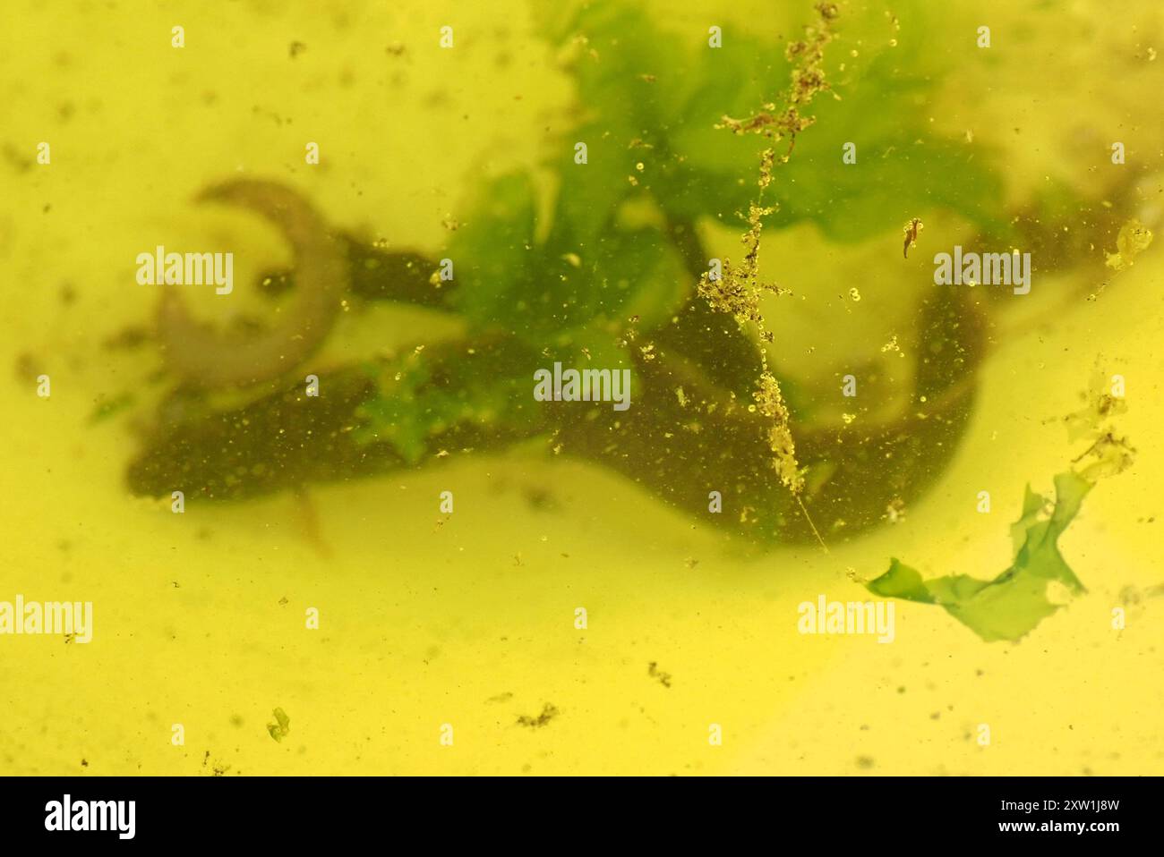 High Cockscomb (Anoplarchus purpurescens) Actinopterygii Stock Photo ...