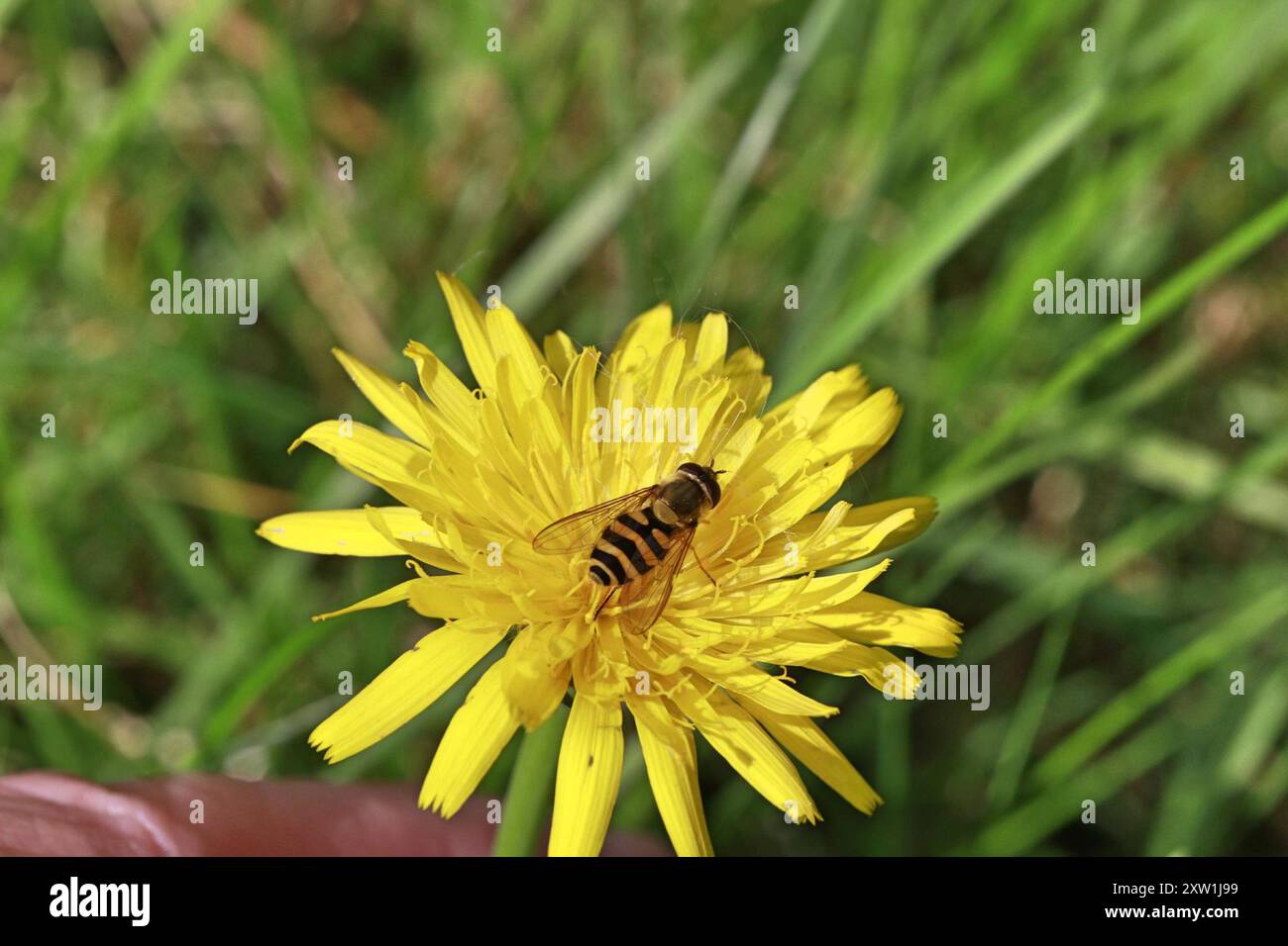 Common Flower Flies (Syrphus) Insecta Stock Photo - Alamy