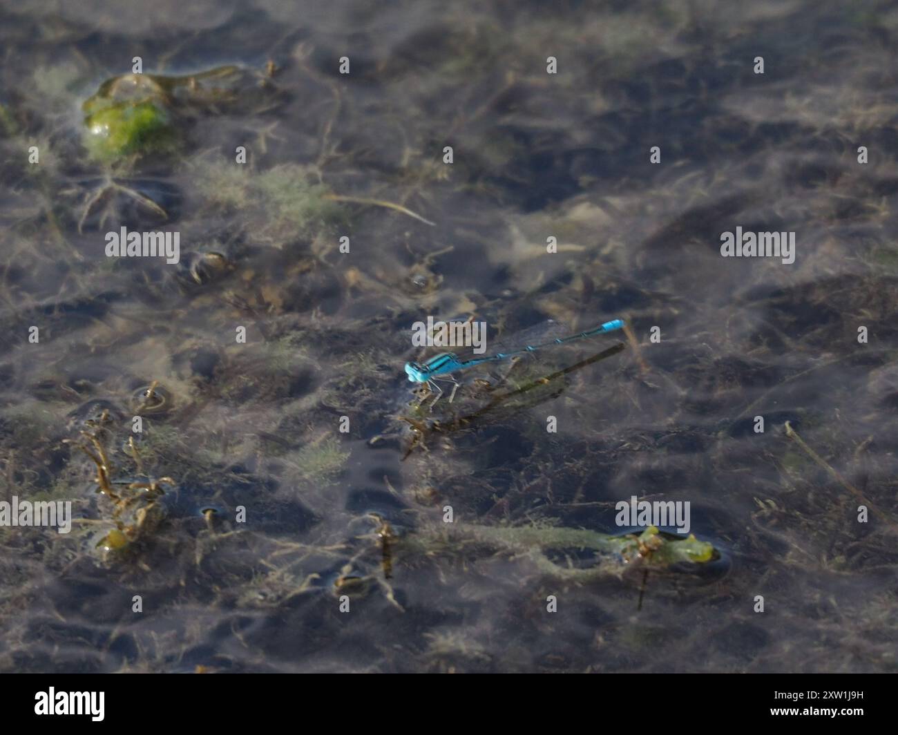 Eastern Lilysquatter (Paracercion melanotum) Insecta Stock Photo - Alamy