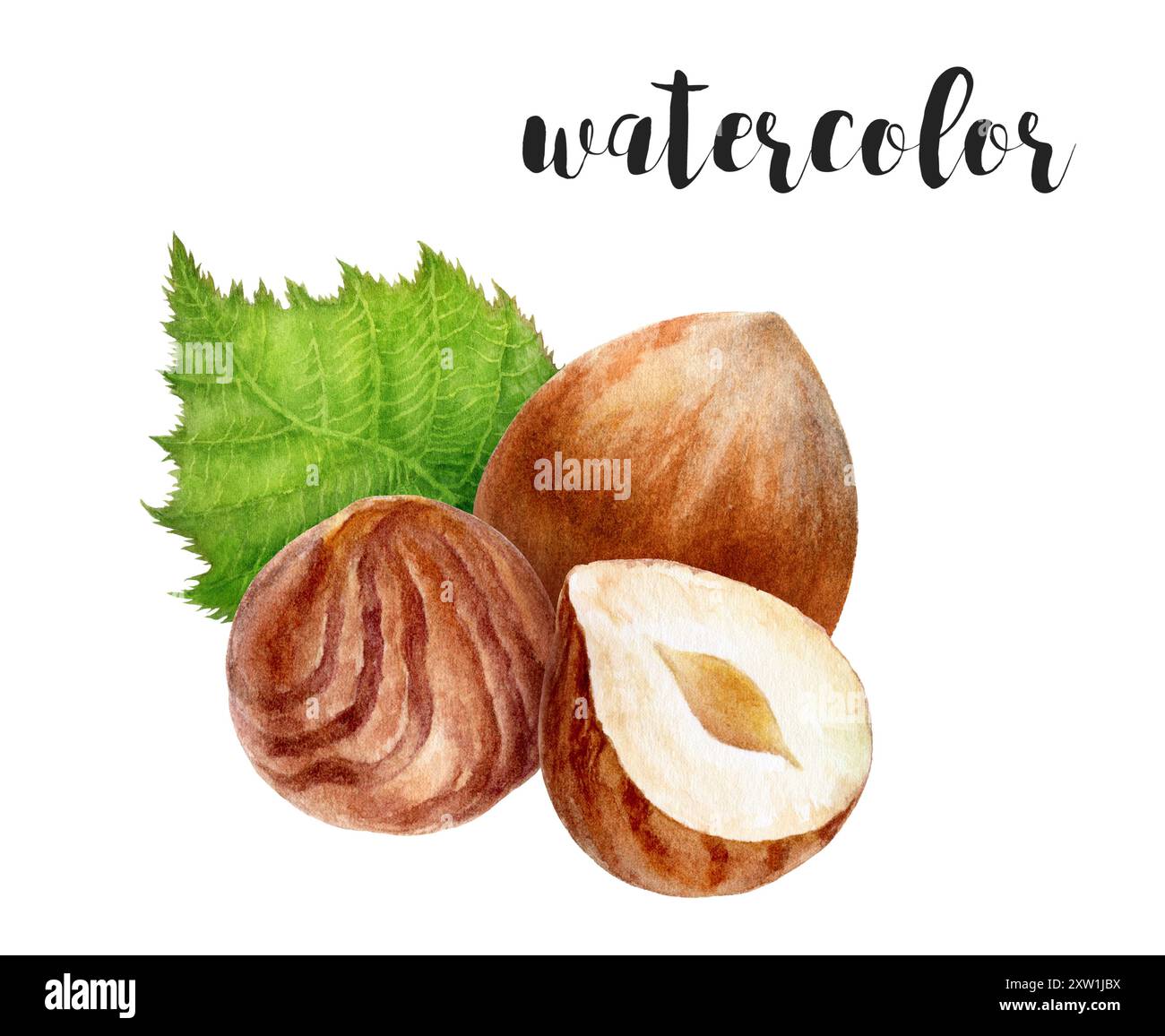 Realistic Watercolor Hazelnuts and Leaves Illustration for Food and ...