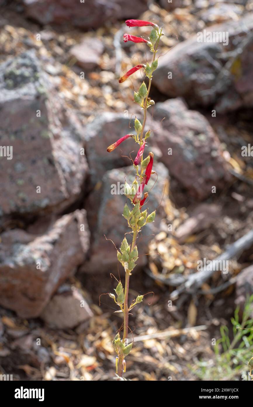 firecracker penstemon (Penstemon eatonii) Plantae Stock Photo - Alamy