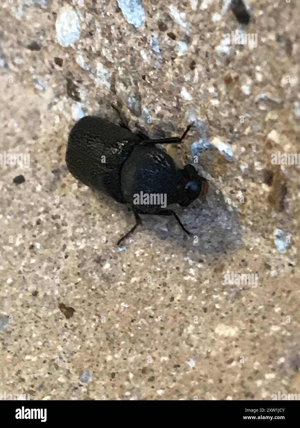 Scarabs (Scarabaeidae) Insecta Stock Photo - Alamy