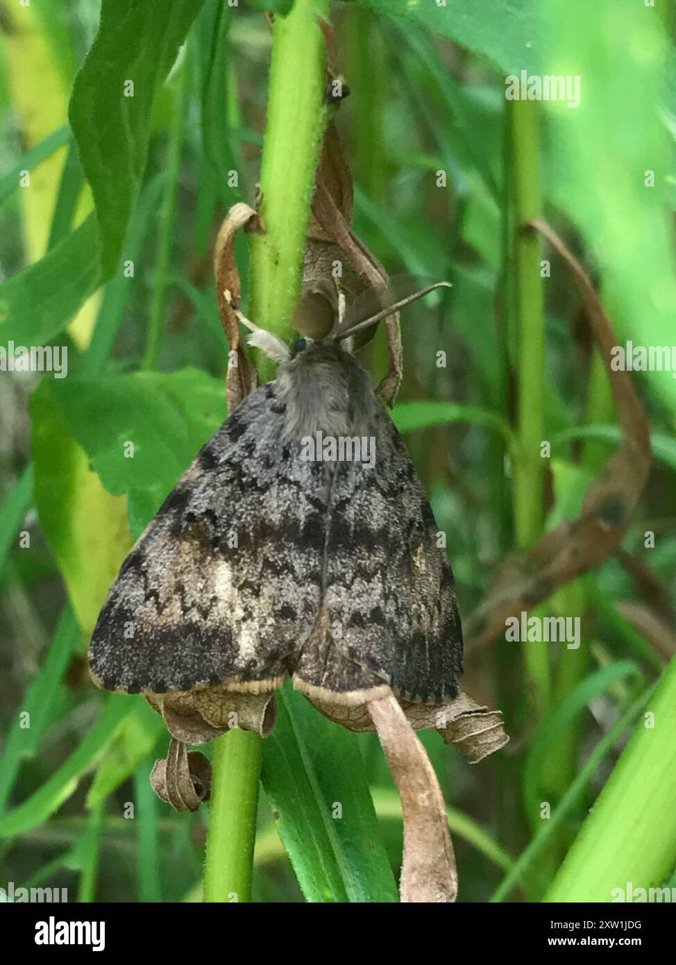Spongy Moth (Lymantria dispar) Insecta Stock Photo - Alamy