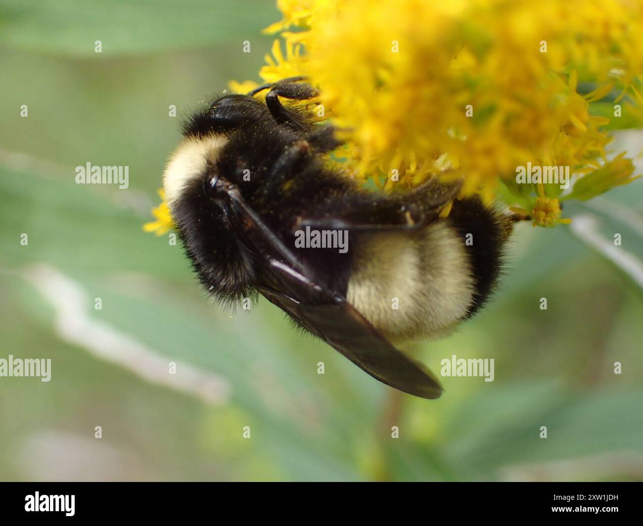 Yellow-banded Bumble Bee (Bombus terricola) Insecta Stock Photo - Alamy