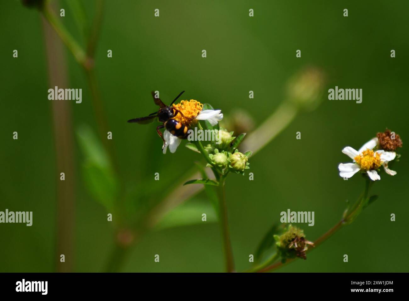 Noble Scoliid Wasp (Scolia nobilitata) Insecta Stock Photo - Alamy