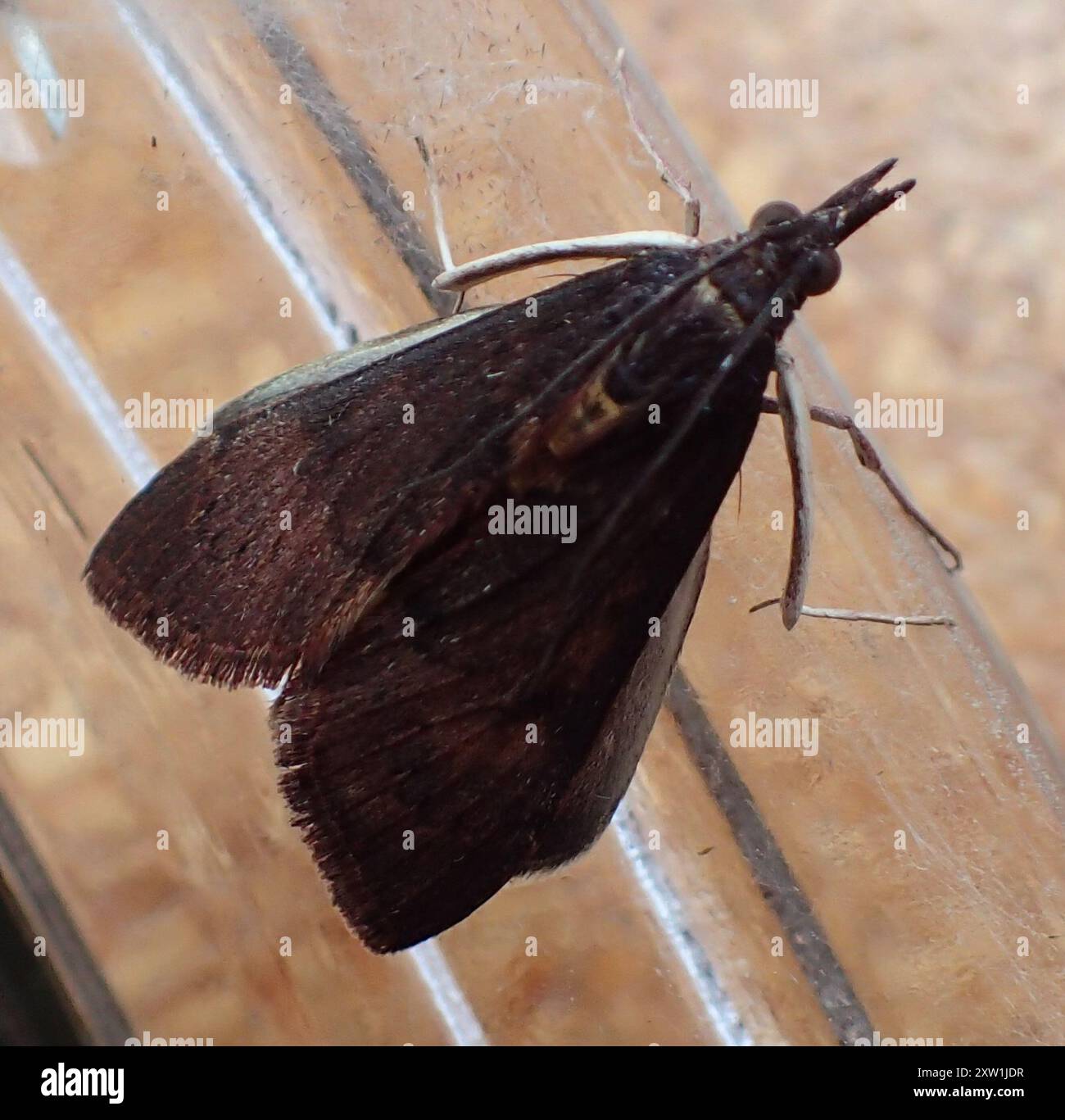 Tree Lucerne Moth (Uresiphita ornithopteralis) Insecta Stock Photo - Alamy