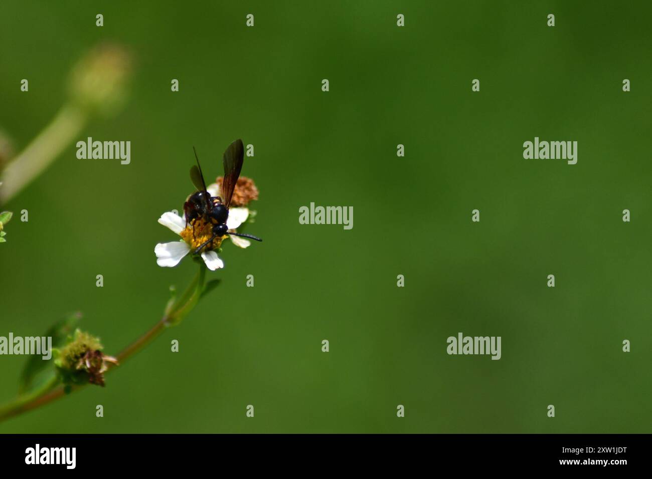 Noble Scoliid Wasp (Scolia nobilitata) Insecta Stock Photo - Alamy