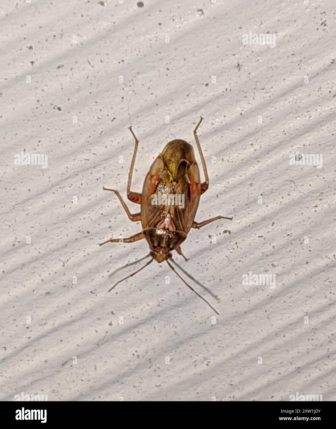 Western Tarnished Plant Bug (Lygus hesperus) Insecta Stock Photo - Alamy