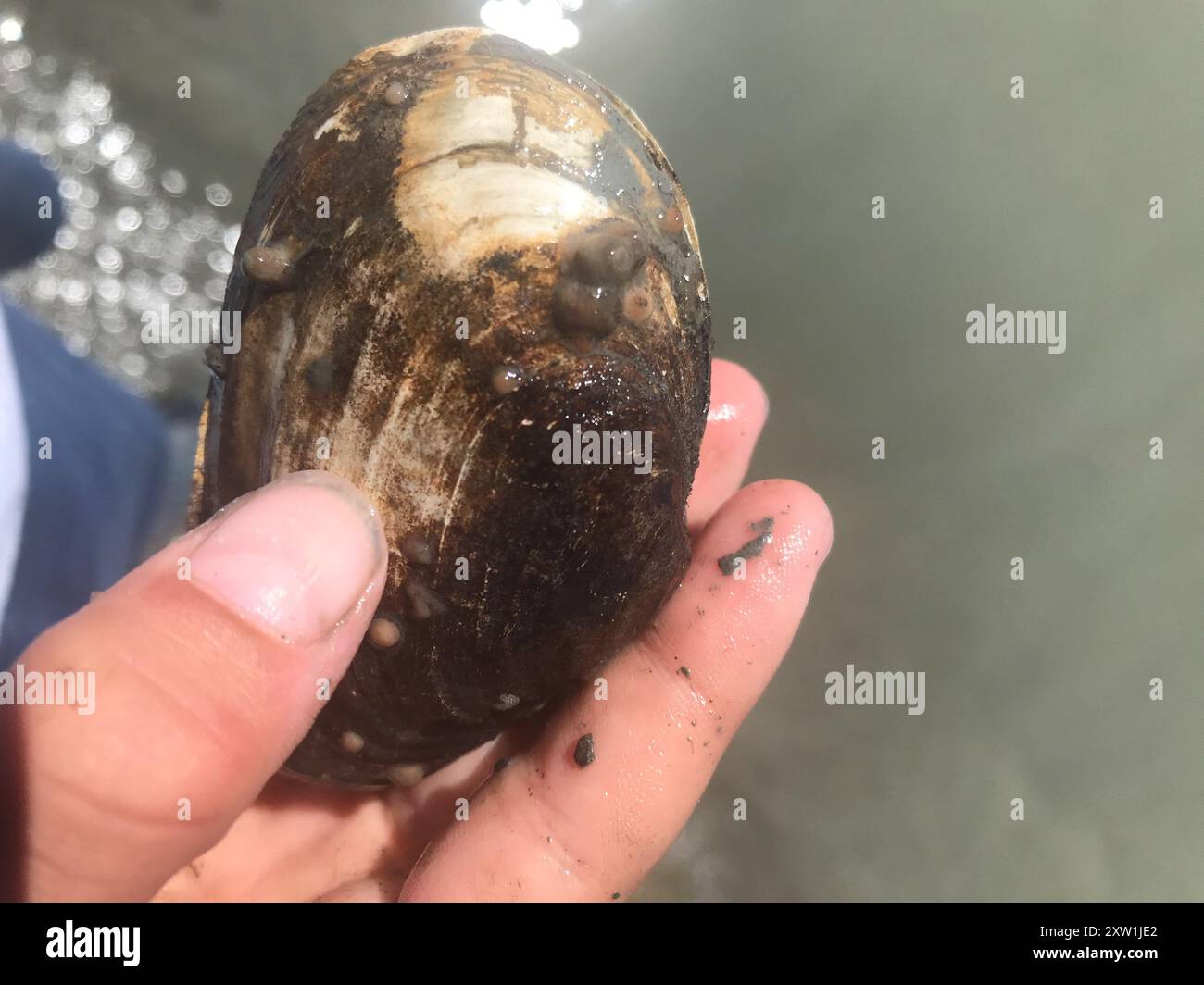 Soft-shelled Clam (Mya arenaria) Mollusca Stock Photo - Alamy