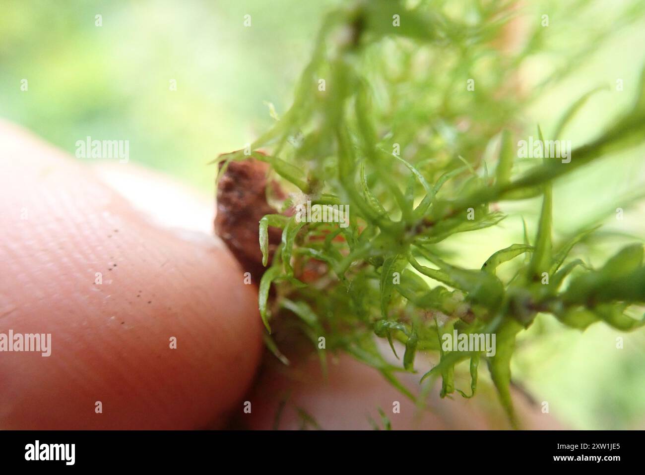 joint-toothed mosses (Bryopsida) Plantae Stock Photo - Alamy
