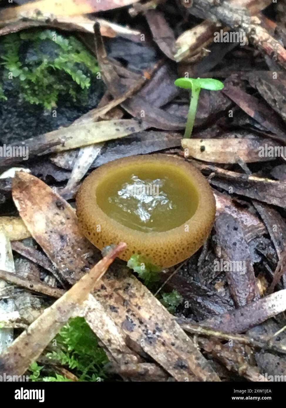 (Aleurina ferruginea) Fungi Stock Photo - Alamy