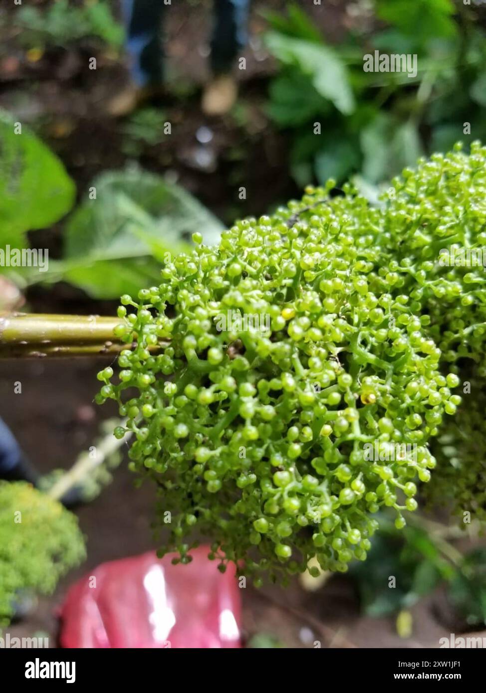 Scratchbush (Urera baccifera) Plantae Stock Photo - Alamy